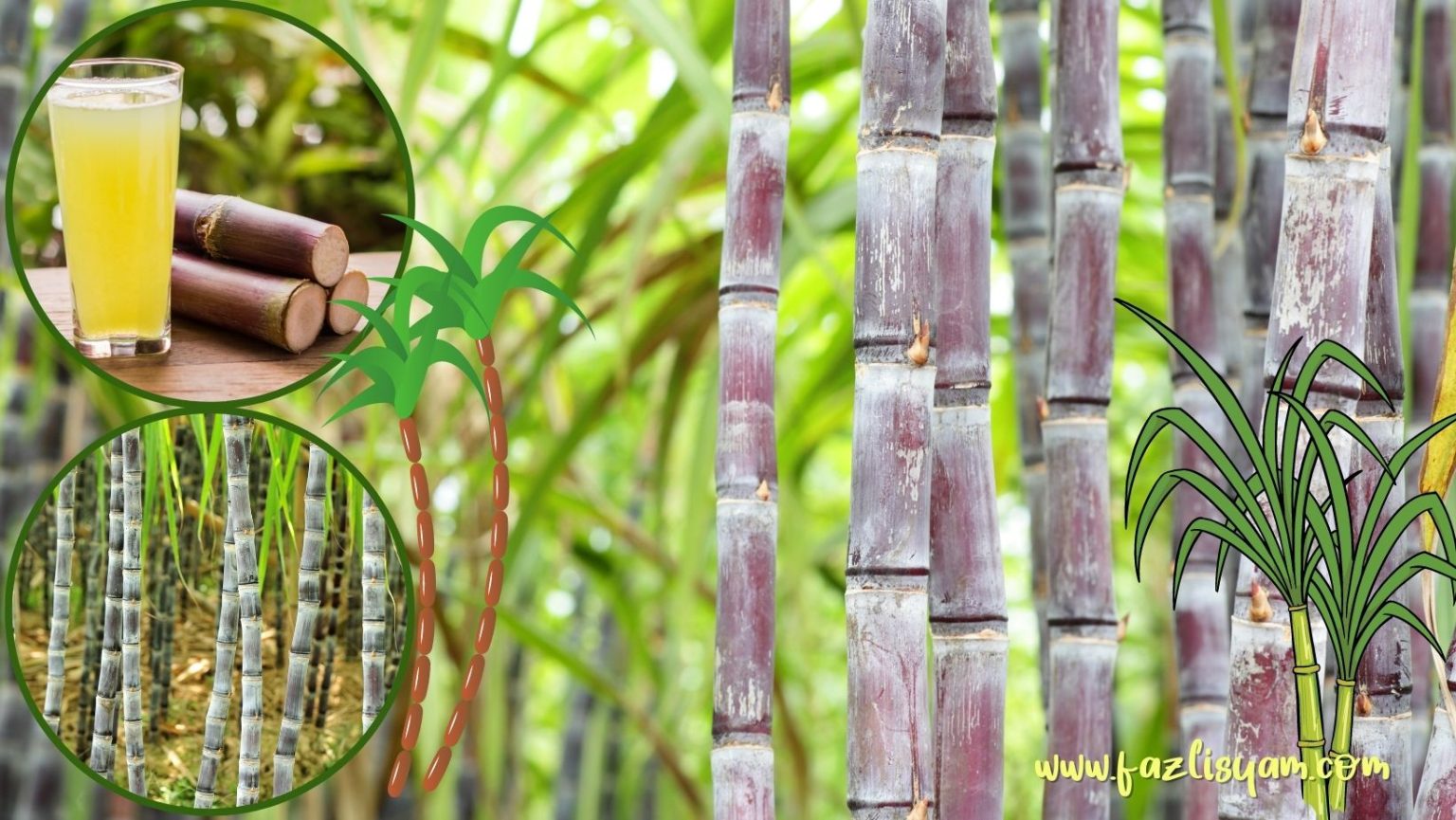 Tebu dan Kegunaannya – Segalanya Tentang Tumbuhan…