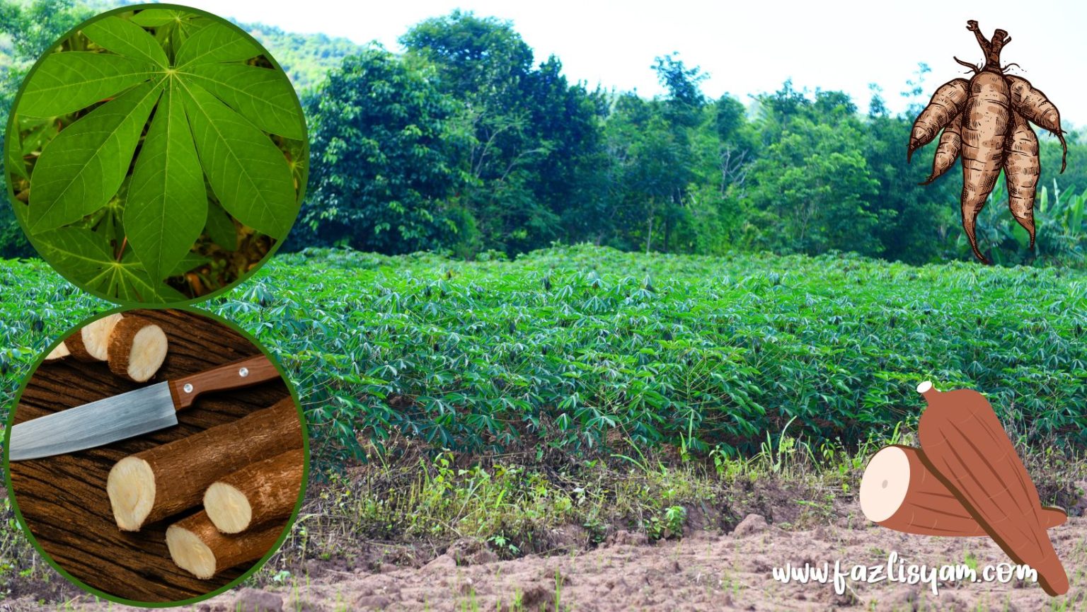 Tanaman Ubi Kayu – Pengenalan – Segalanya Tentang Tumbuhan…