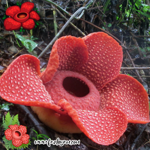 Pengenalan kepada Bunga Rafflesia – Segalanya Tentang Tumbuhan…