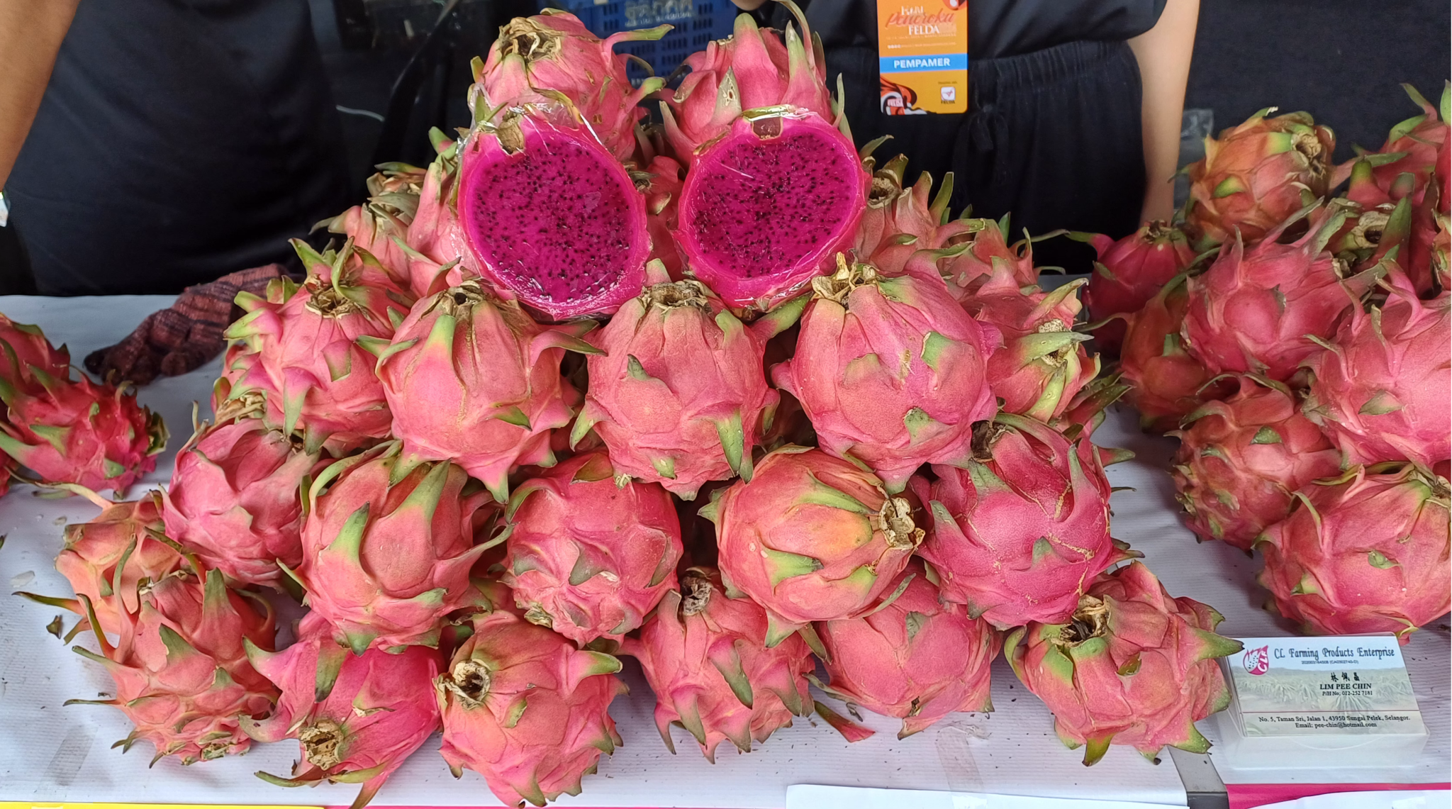 Buah Naga Merah (Hylocereus polyrhizus): Morfologi, Nutrisi dan Potensi ...