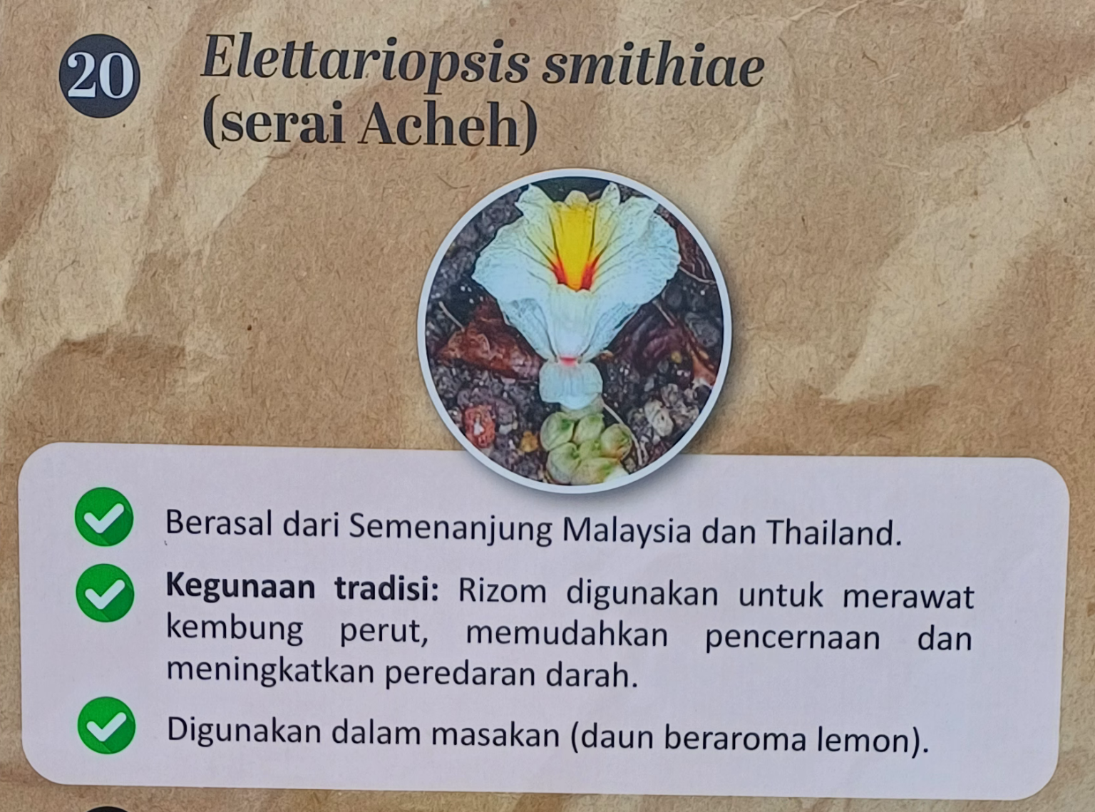 Serai Acheh – Segalanya Tentang Tumbuhan…