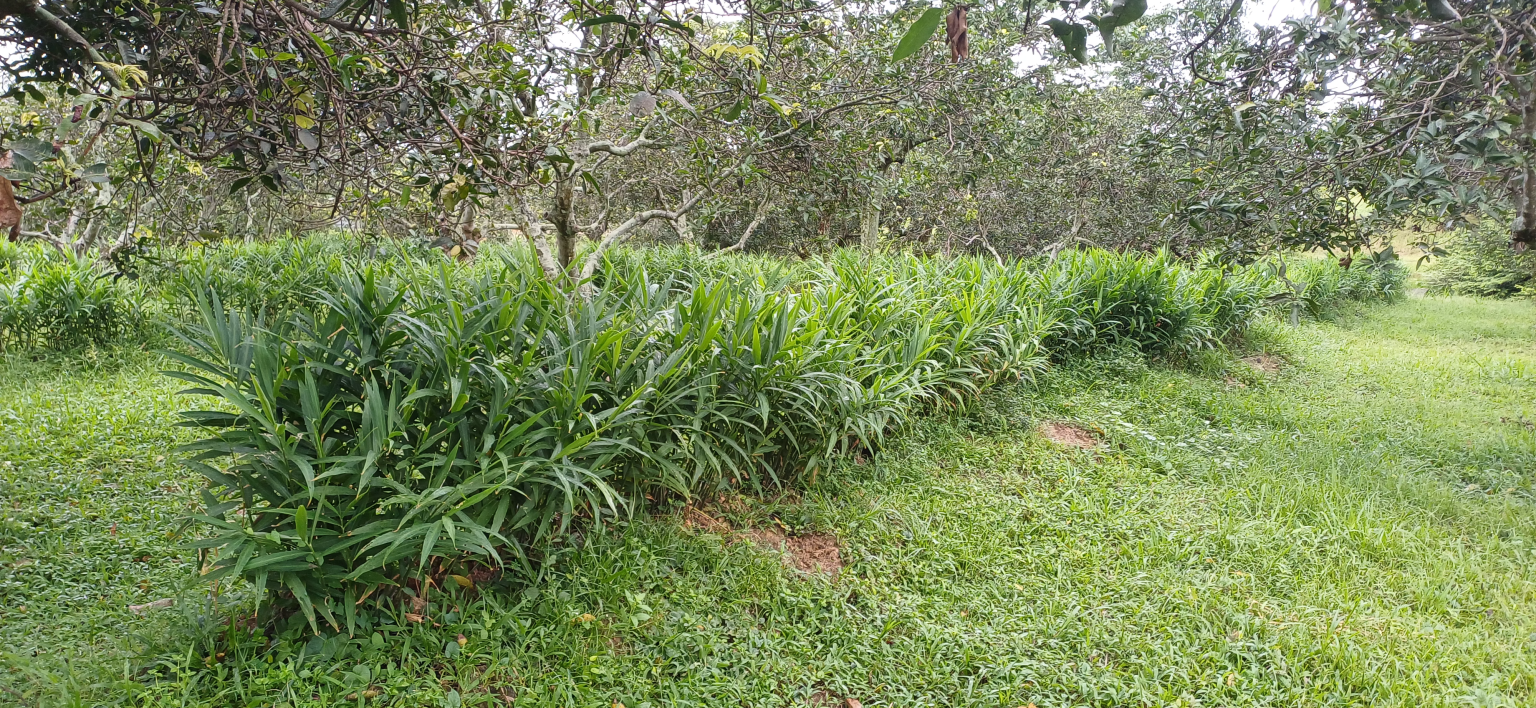 Tanaman Integrasi Halia dengan Pokok Mangga – Segalanya Tentang Tumbuhan…