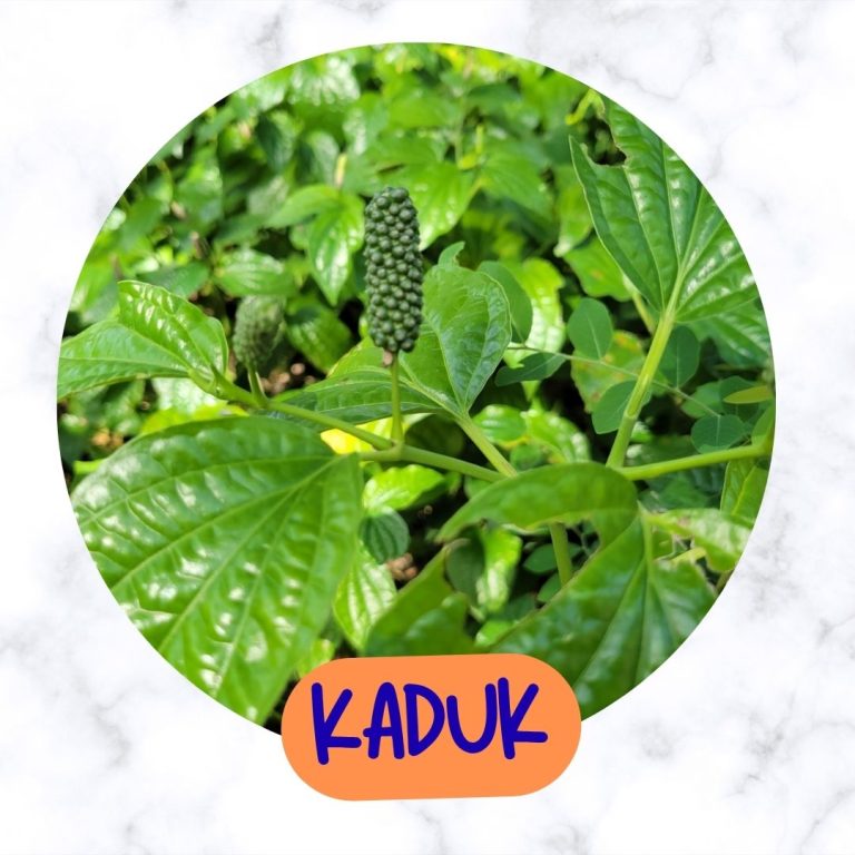 Komposisi Fitokimia Daun Kaduk: Sumber Semula Jadi Sebatian Fenolik ...