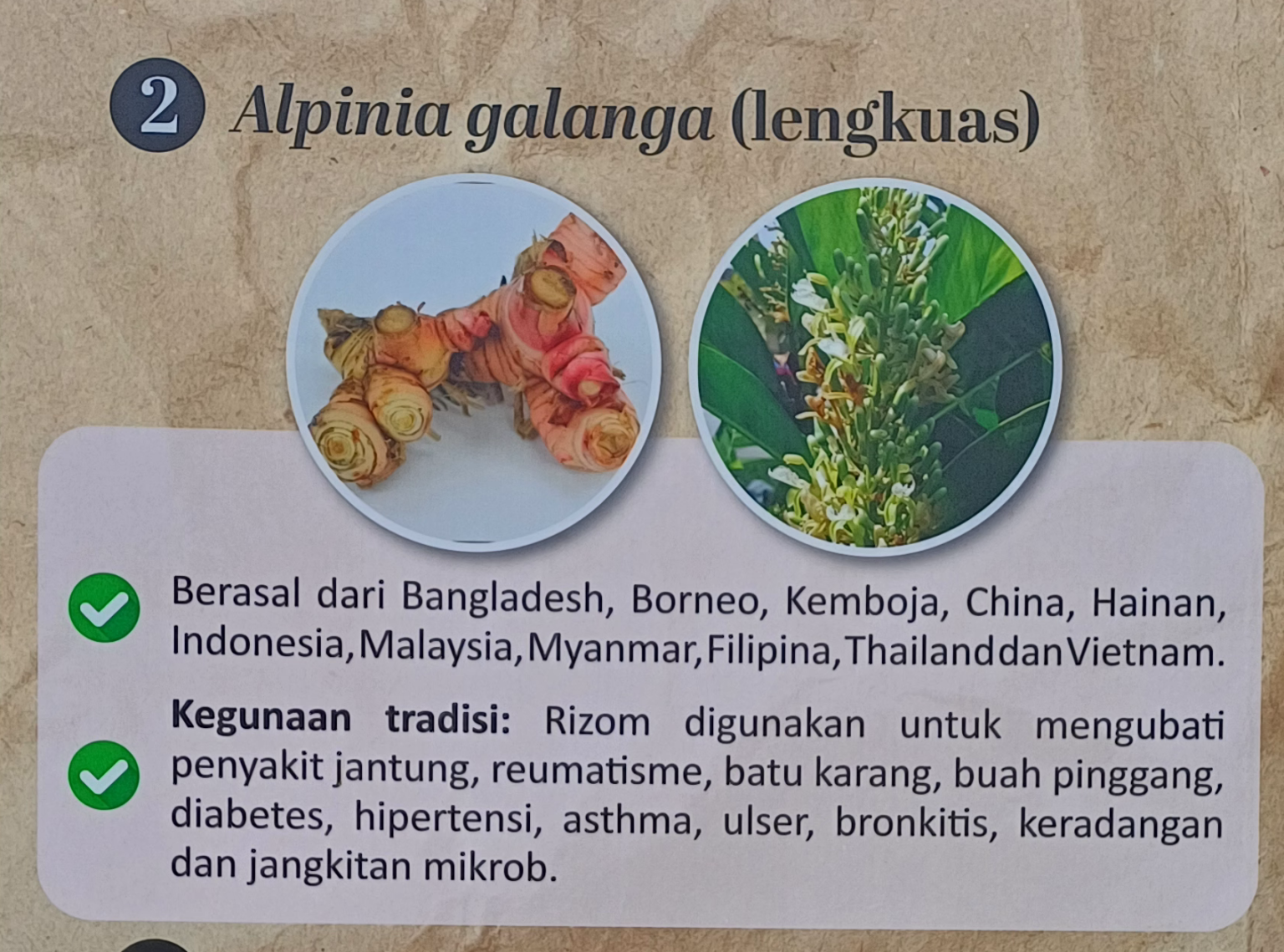 Lengkuas – Segalanya Tentang Tumbuhan…