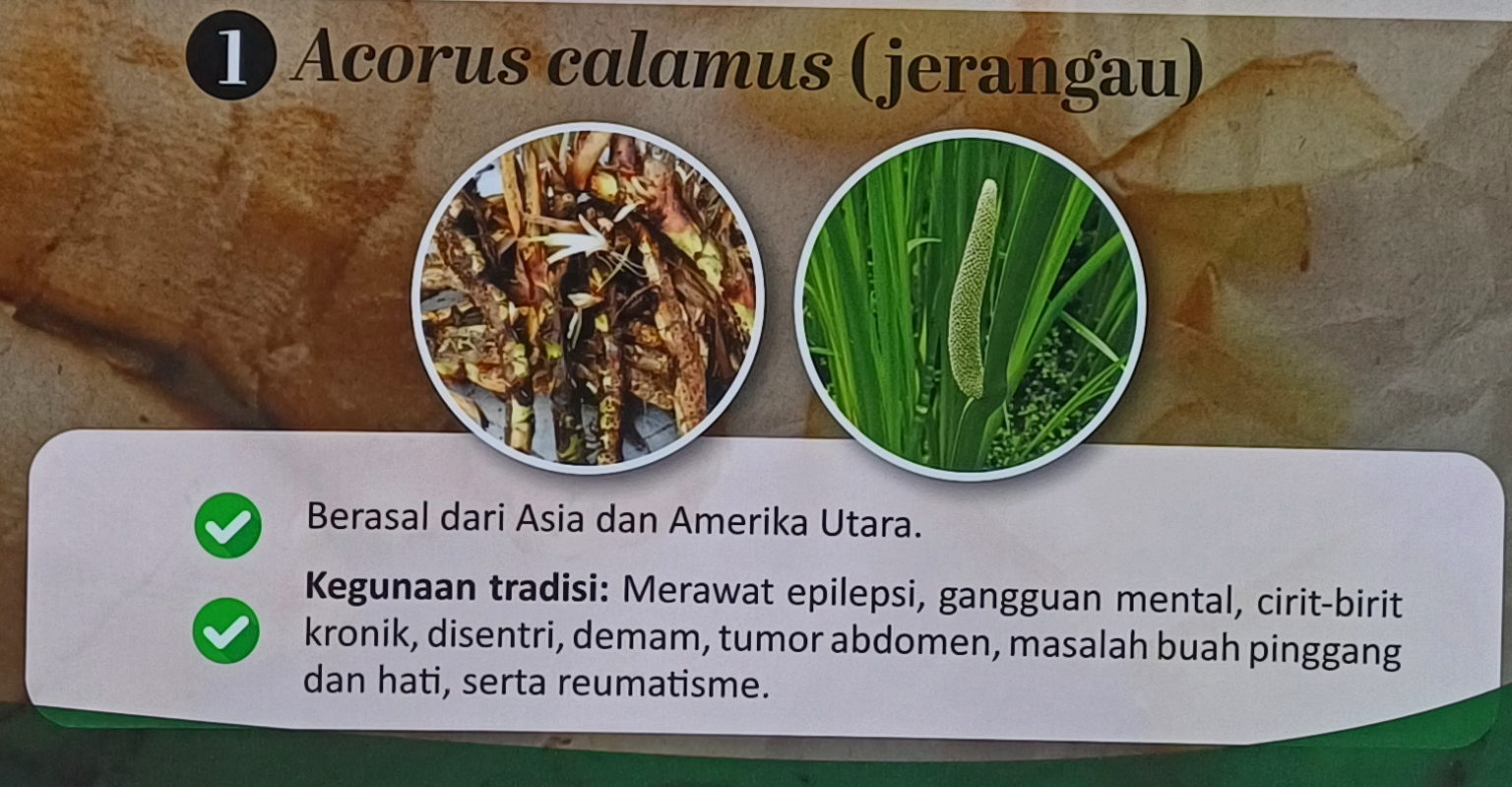 Pokok Tuhau – Segalanya Tentang Tumbuhan…