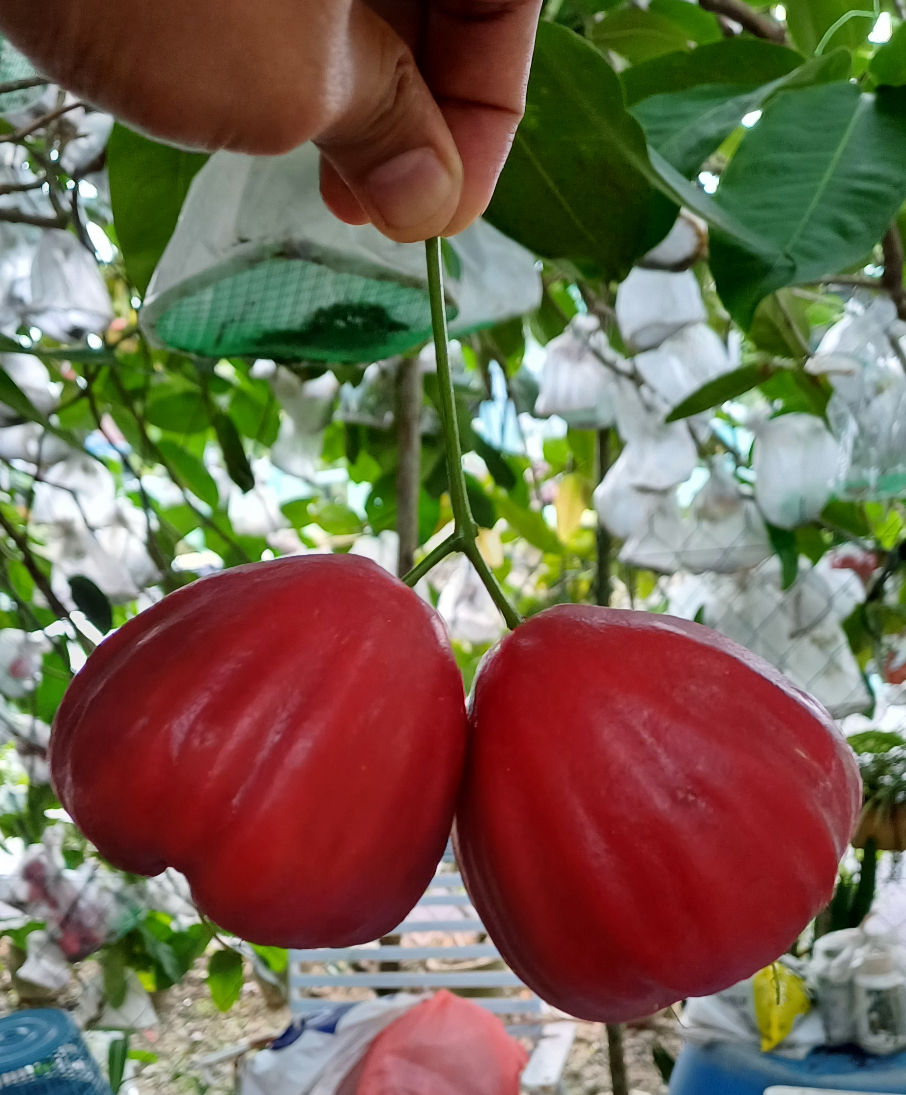 Kepelbagaian Kultivar dan Potensi Biokimia Jambu Air Sebagai Buah ...