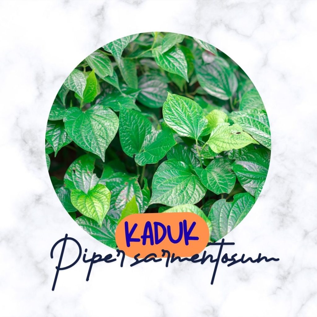 Kaduk (Piper sarmentosum): Ulam Aromatik dengan Potensi Antidiabetes ...