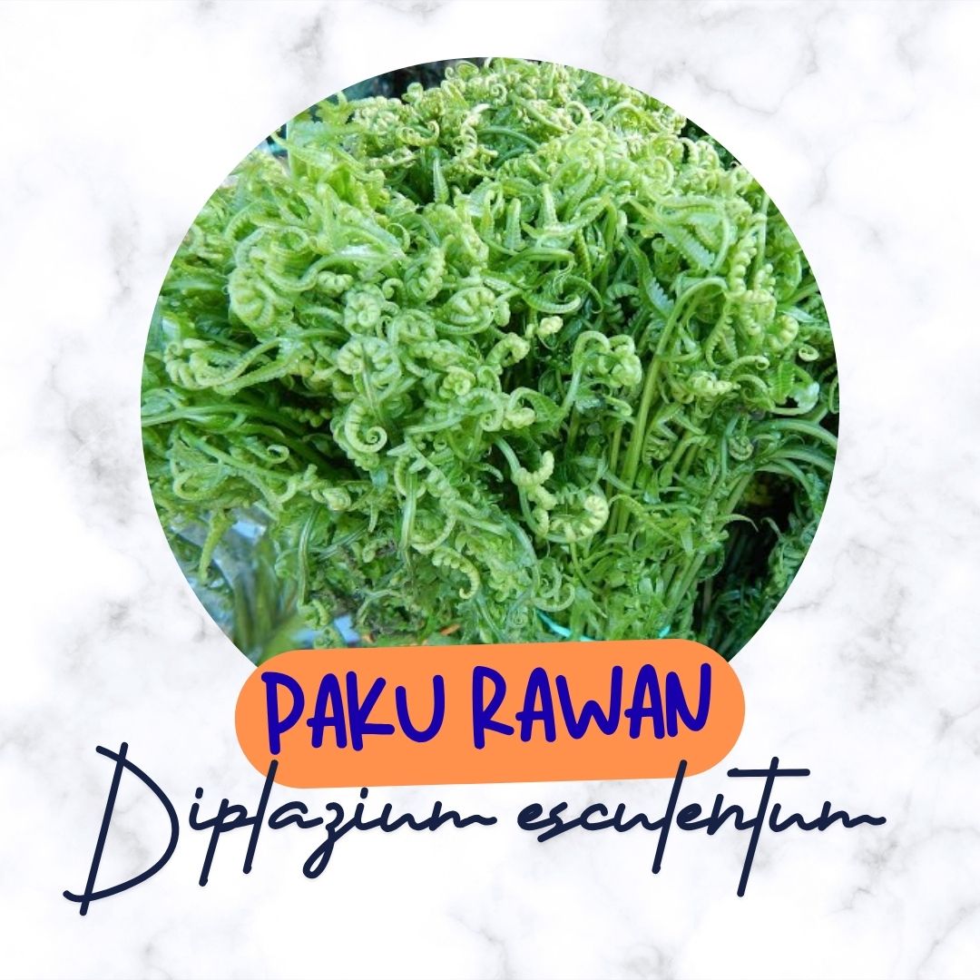 Paku Rawan (Diplazium esculentum): Pokok Liar Tropika Kaya Antioksidan ...